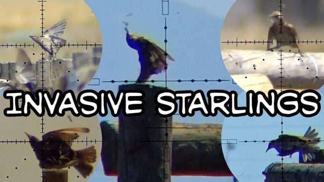 Invasive Starlings, Pigeons & Sparrows - Airgun Pest Control - Airgun101