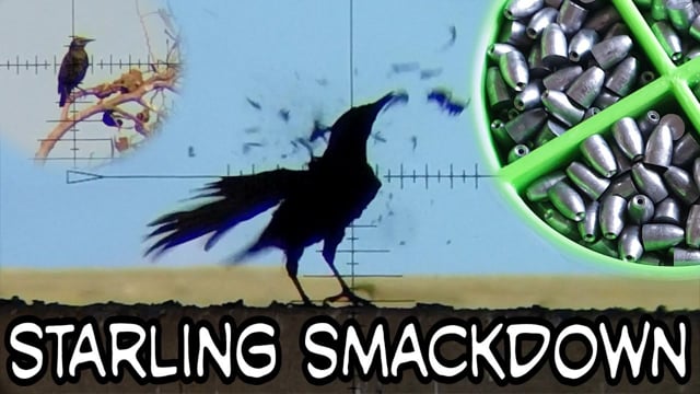 Starling Smackdown - Airgun Pest Control - Airgun101