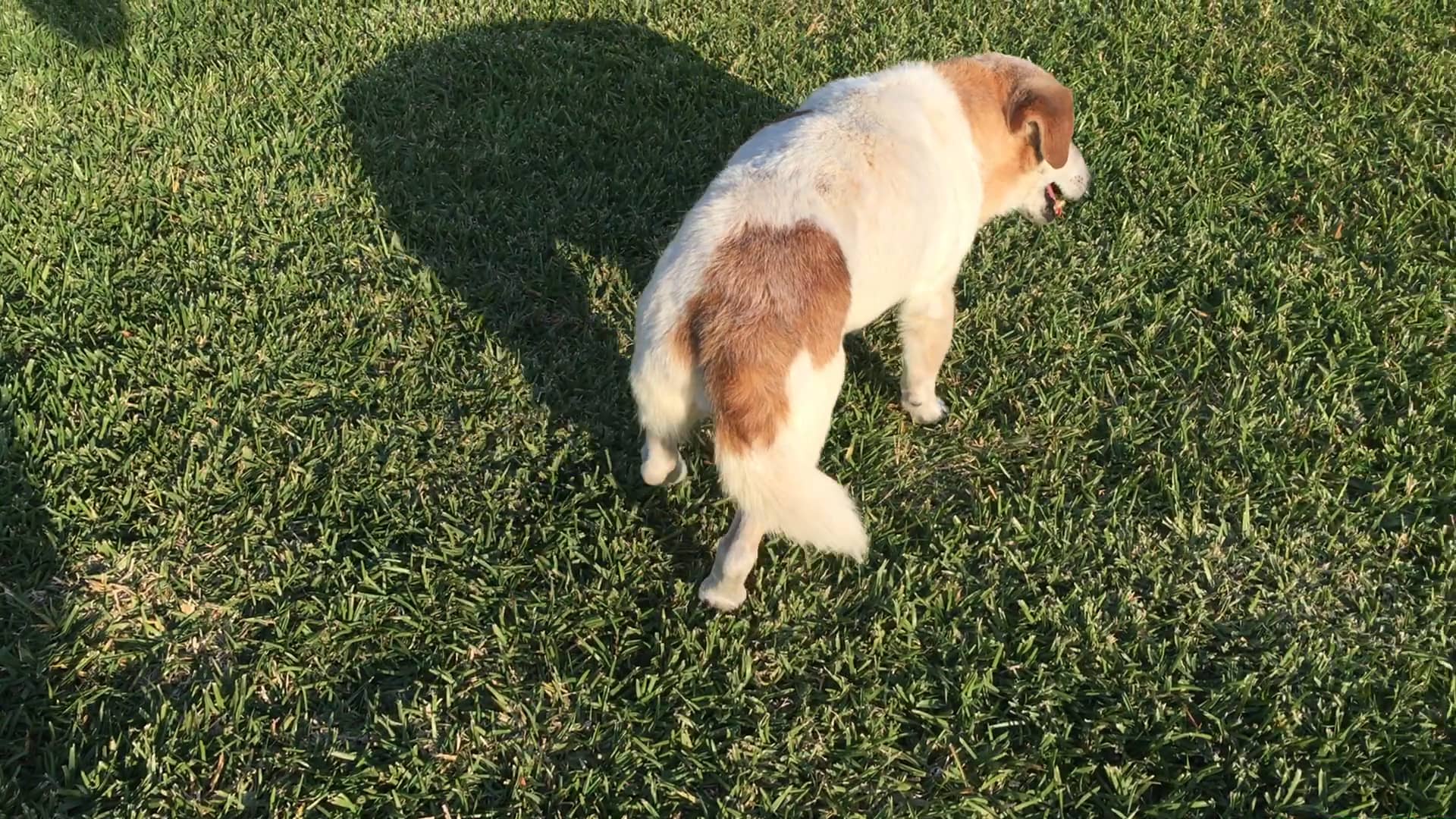 dogs-symptoms-of-hind-limb-weakness-and-ataxia-on-vimeo