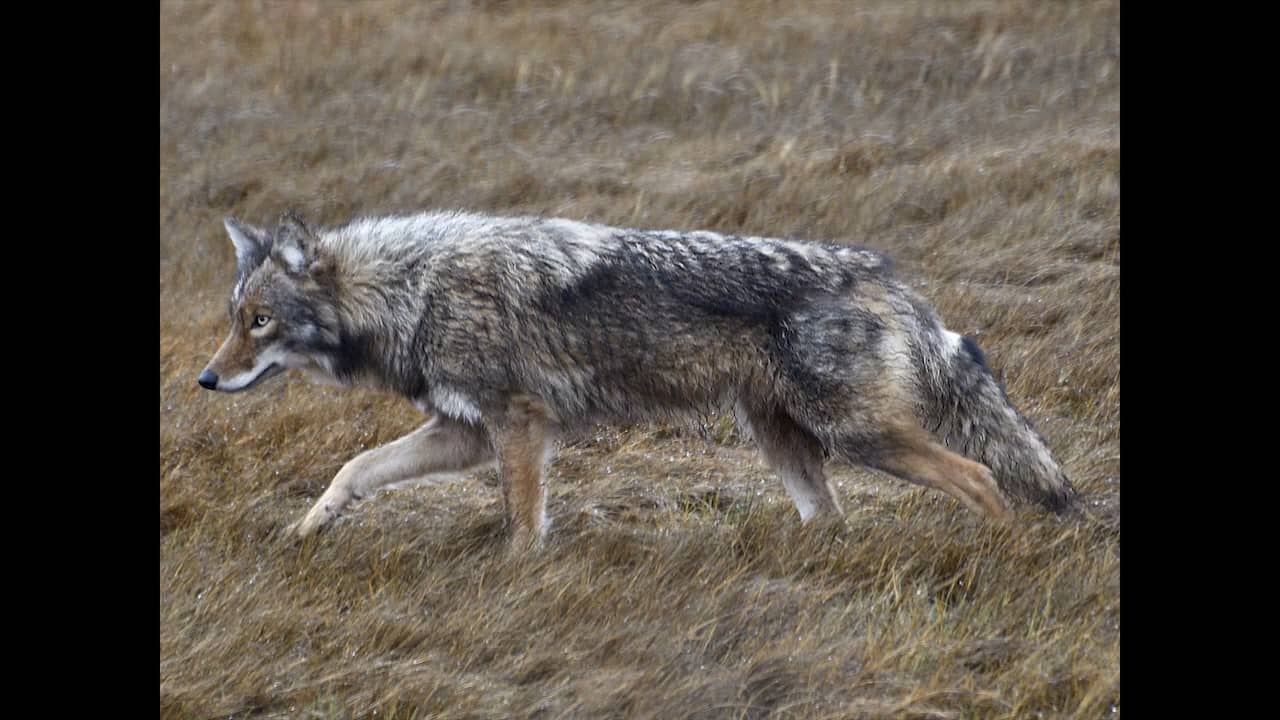 Coywolves and Red Foxes on Cape Cod - 2019 on Vimeo