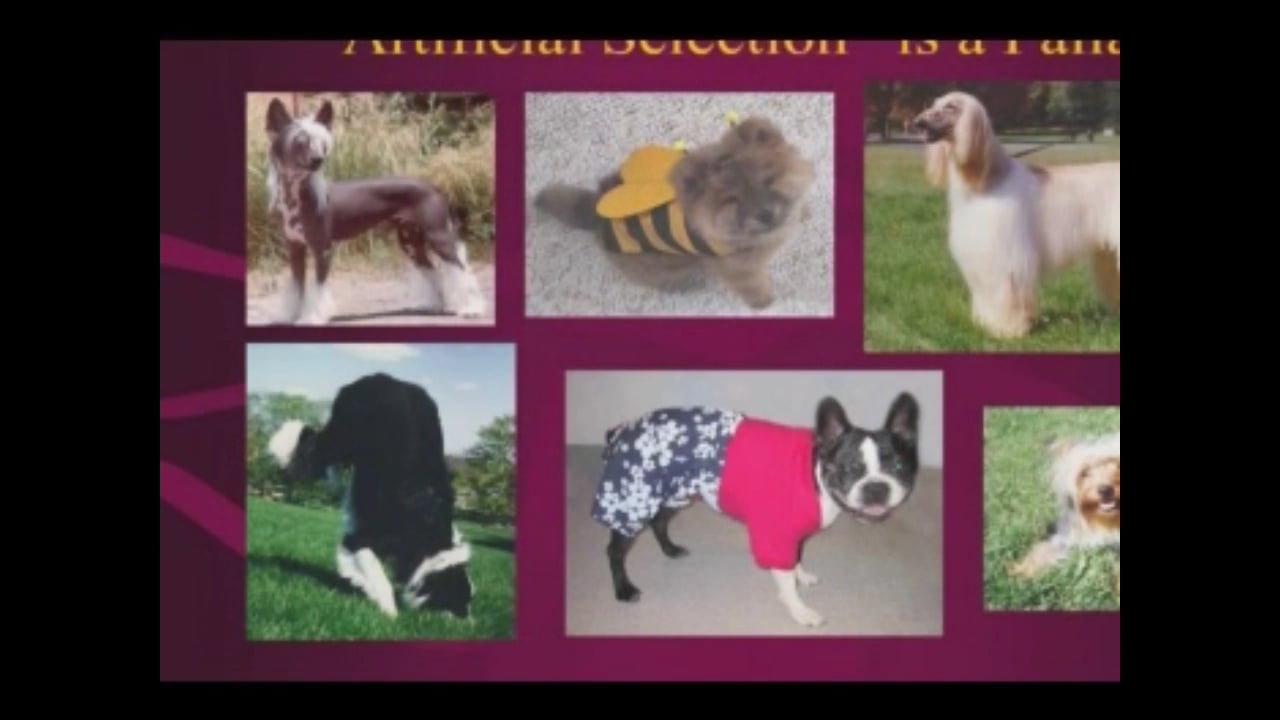 Watch Predation In Family Dogs - Predation, Predatory Drift and ...