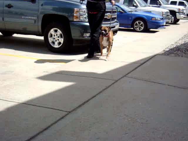 OrthoPets Stifle Brace for a Boxer torn ACL injury on Vimeo