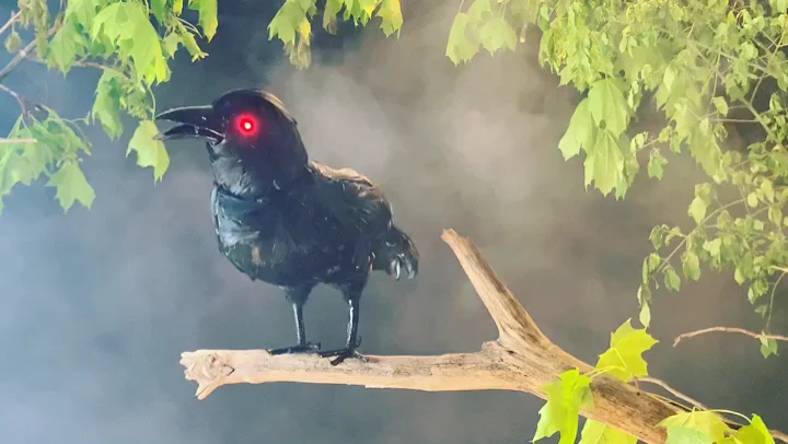Animatronic Crow on Vimeo