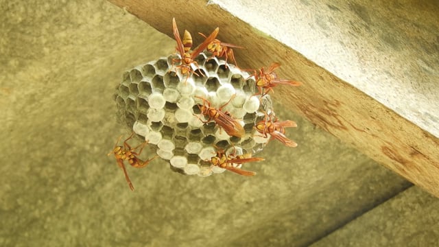 Macro Insetti Vespe - Free video on Pixabay - Pixabay