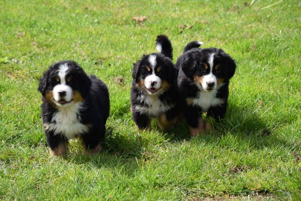 Berner Sennen pups on Vimeo
