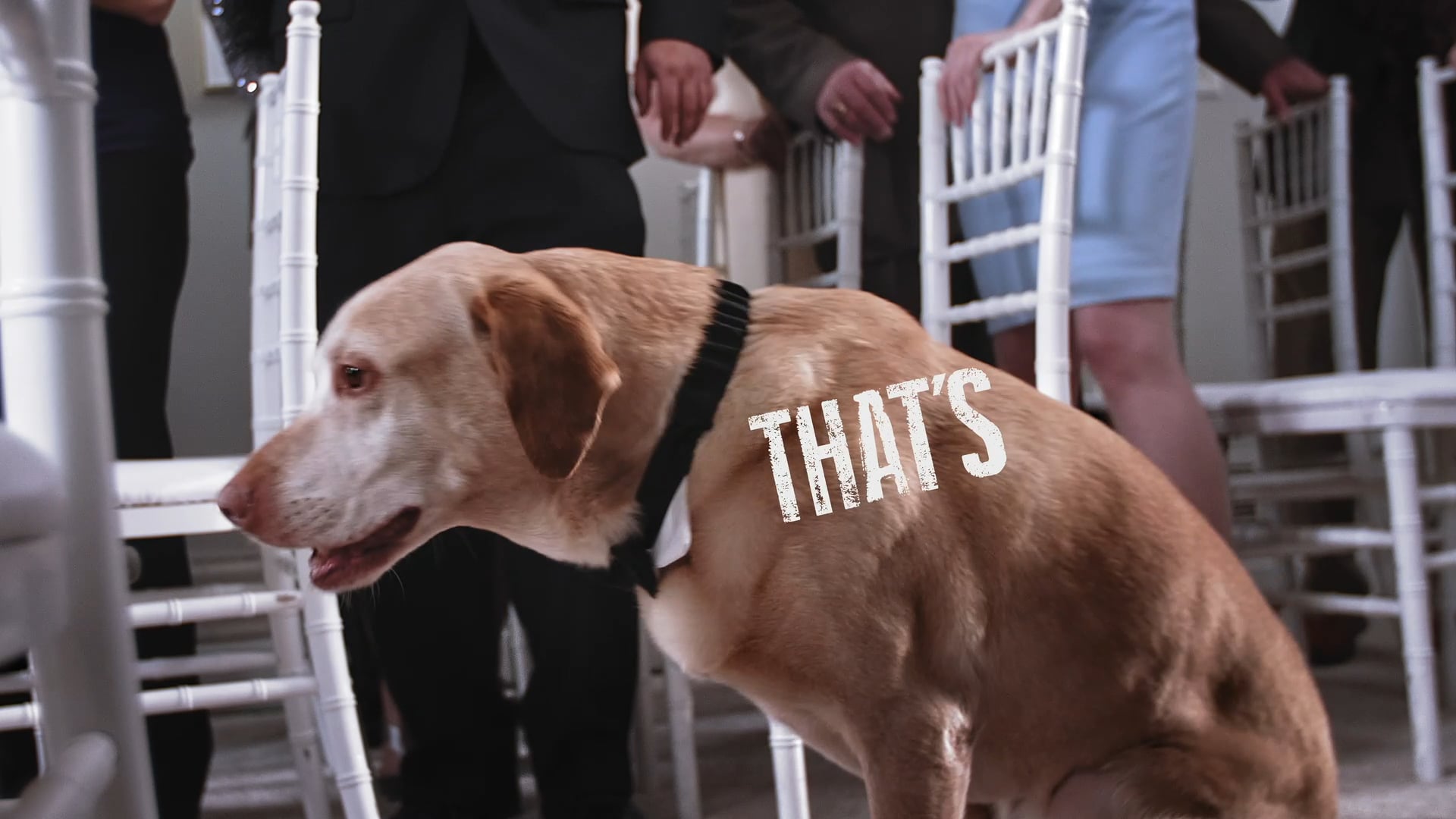 Toby Wedding A | Stanley Steemer Commercial (:30) on Vimeo