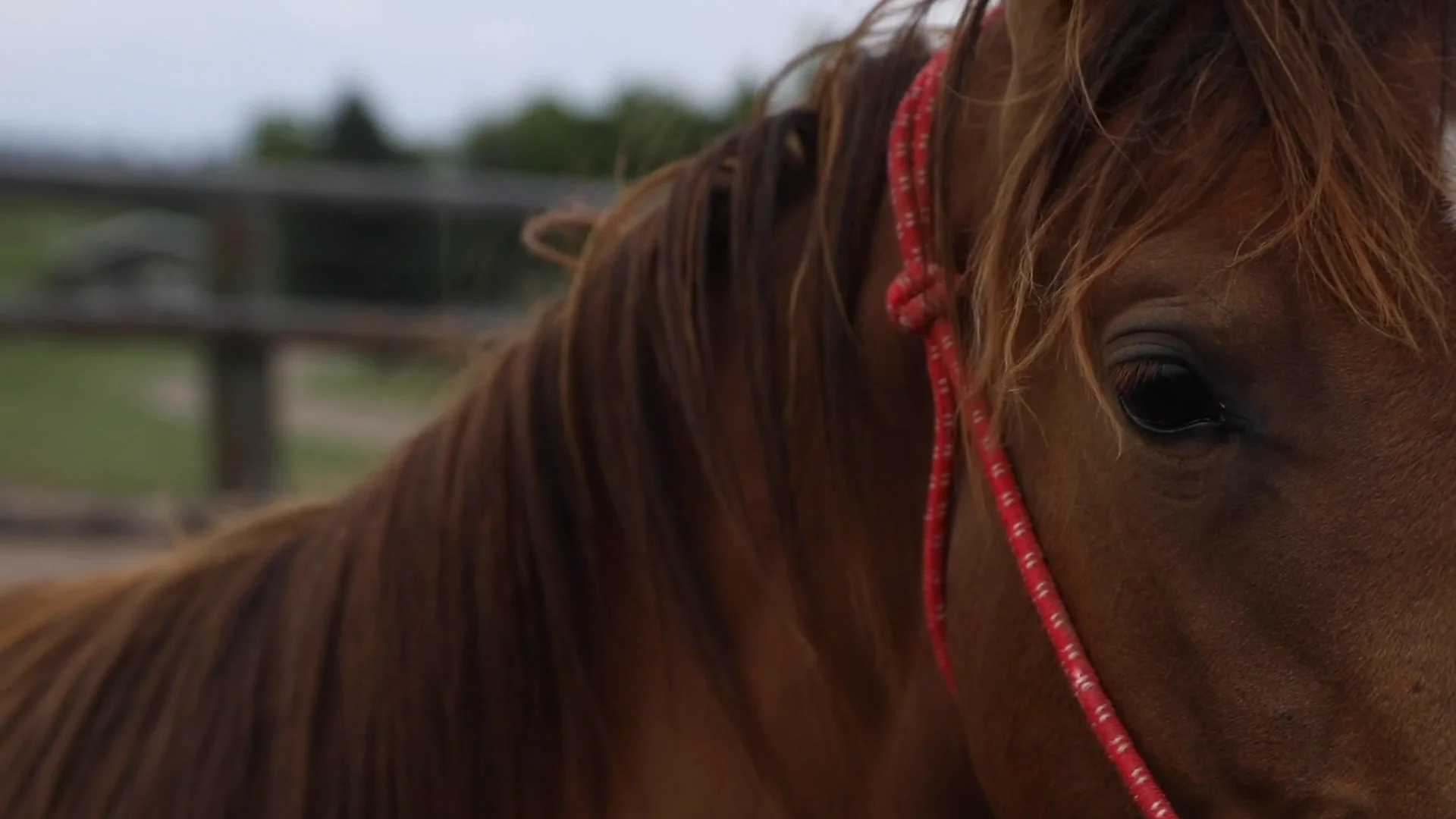 G-String Polo Ponies on Vimeo