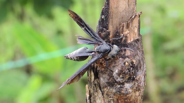 Macro Insect Wasp - Free video on Pixabay