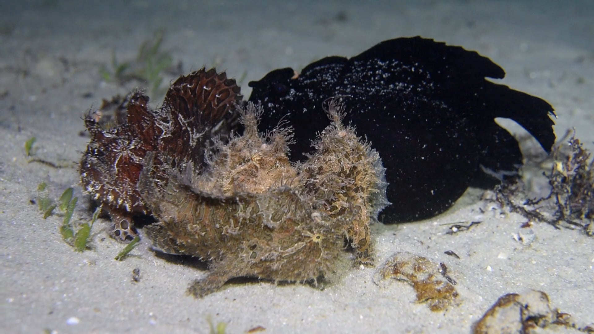 Striated Frogfish Mating - Blue Heron Bridge on Vimeo