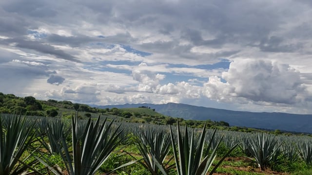 Agave, Tequila, Volcano. Free Stock Video - Pixabay