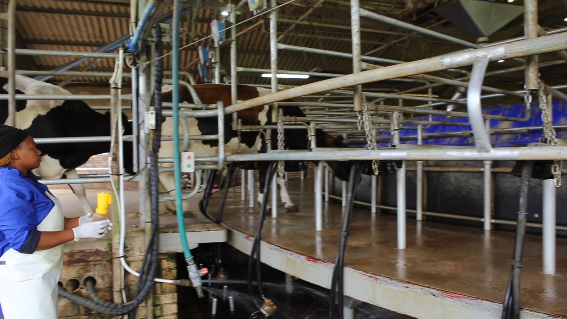 Milking procedure on a typical Just Milk farm on Vimeo