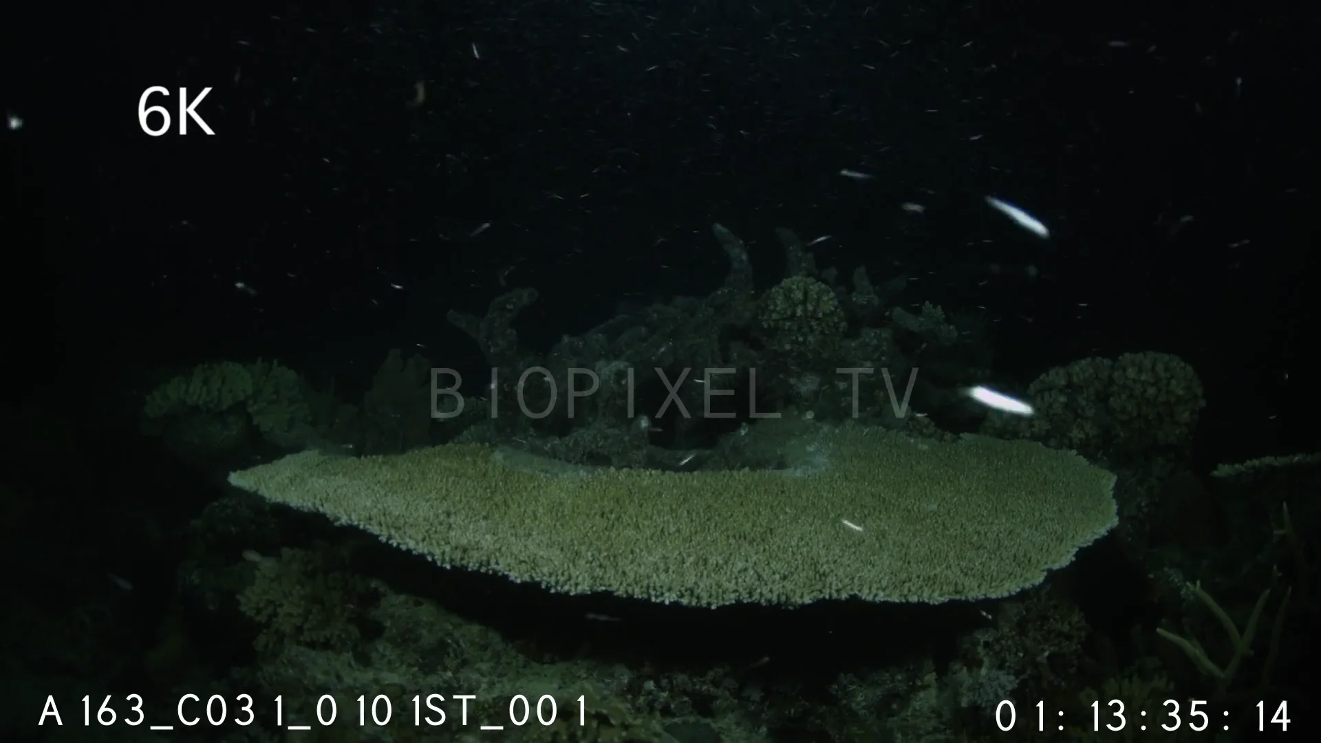 4K Reproduction Coral - Coral spawning 6K 1 on Vimeo