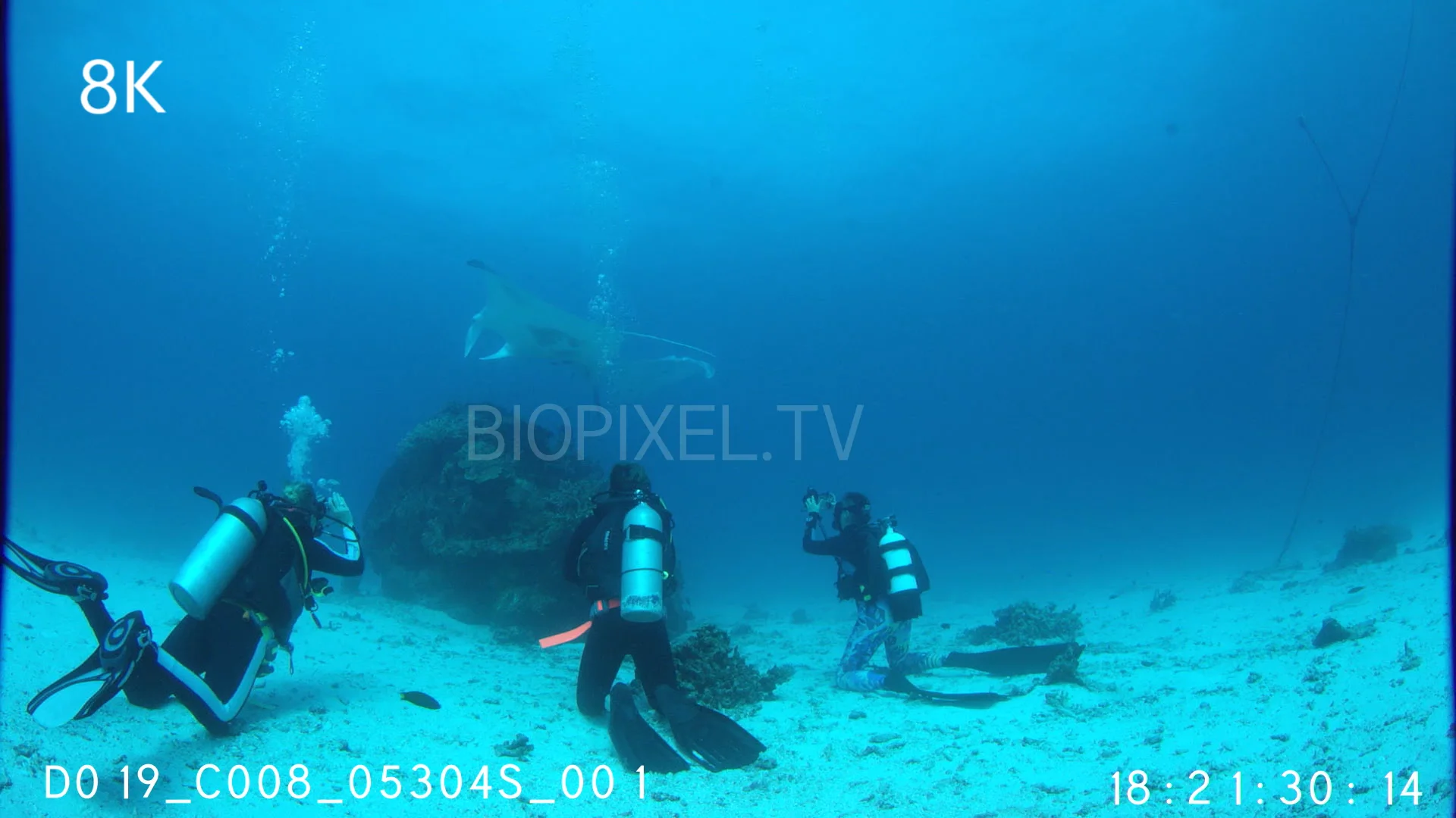 Manta Ray - Project Manta - citizen science taking photos for ID 8K on ...