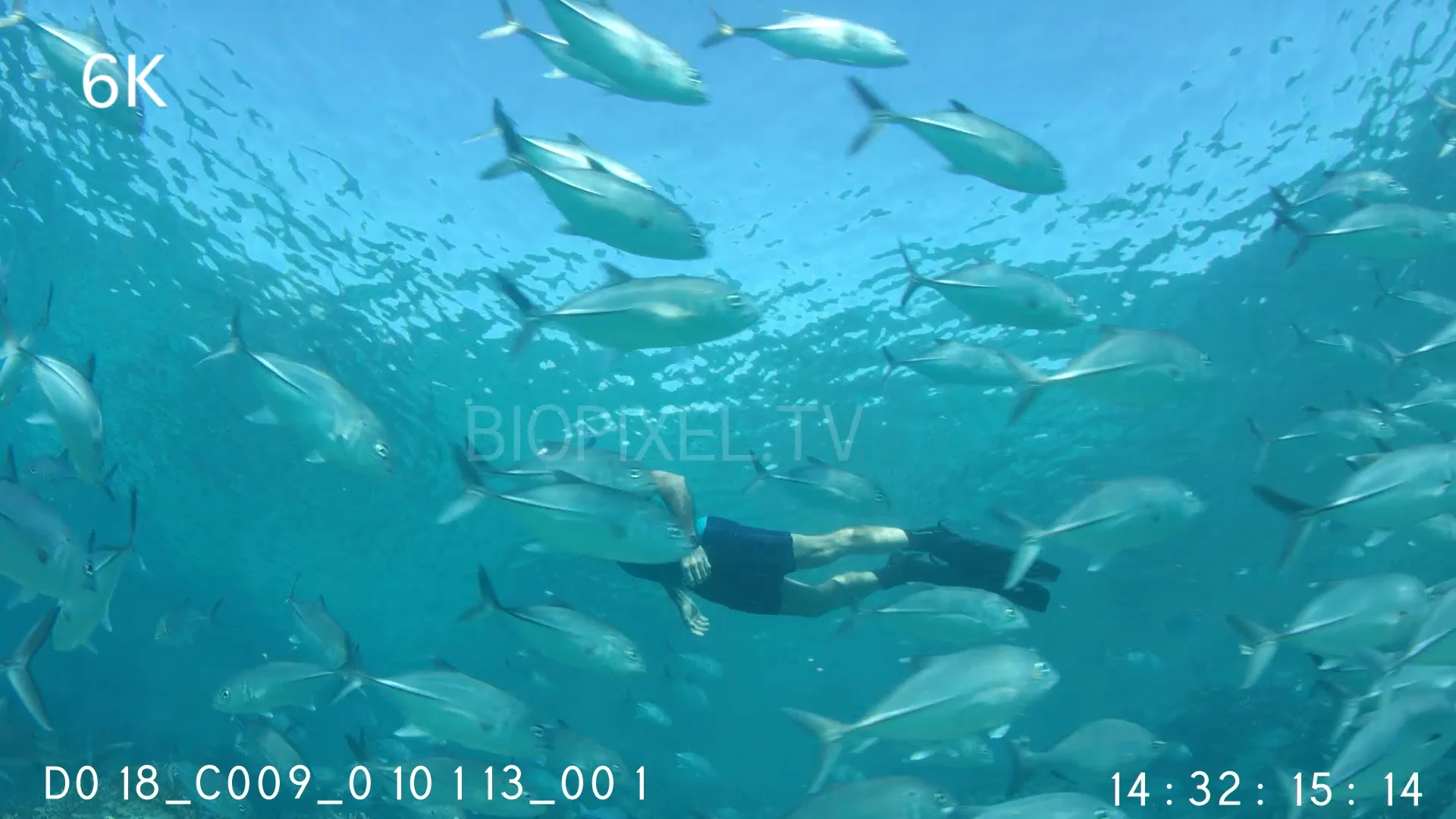 Coral Reefs - Snorkelling on the reef 6K on Vimeo