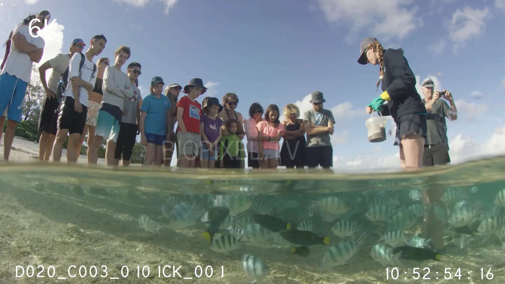 Fish Feeding - Fish feeding on Lady Elliot 6K on Vimeo