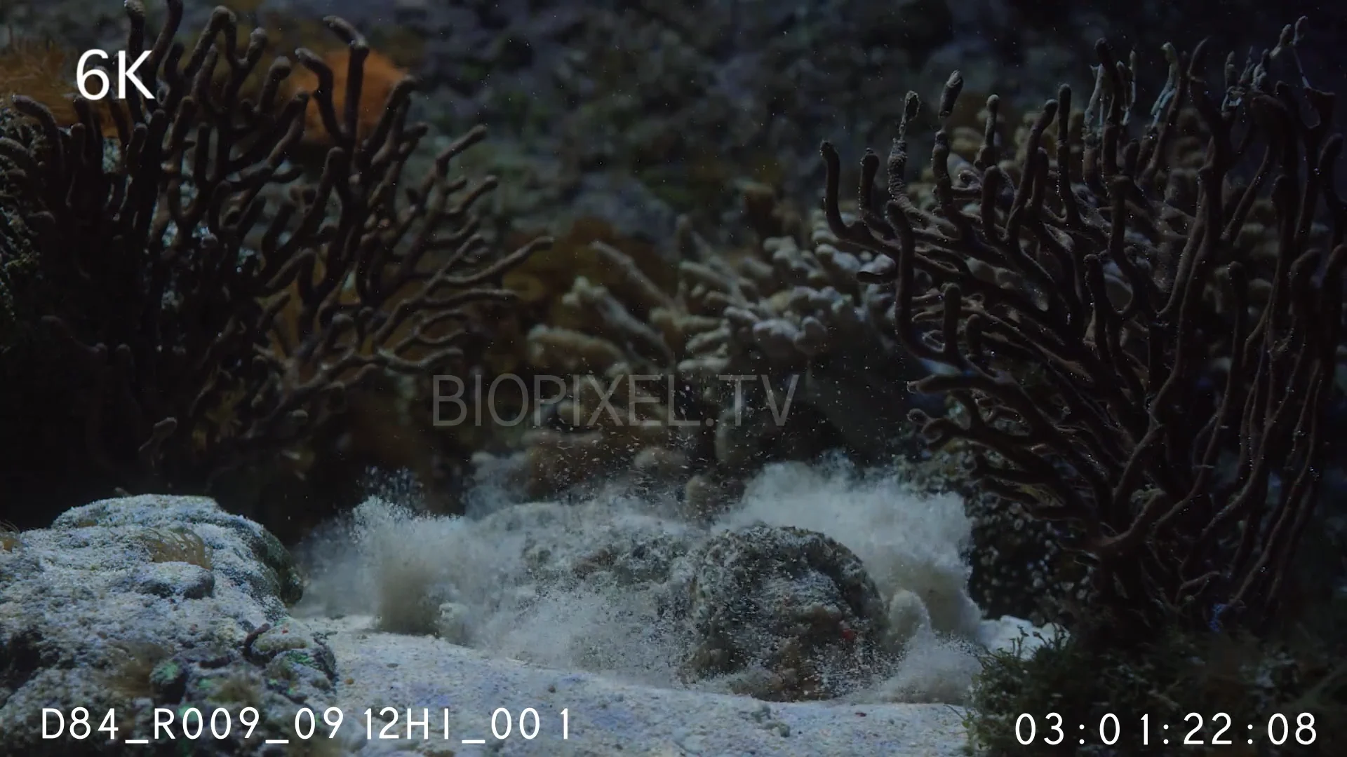 4K Feeding - Stonefish in day 6K on Vimeo