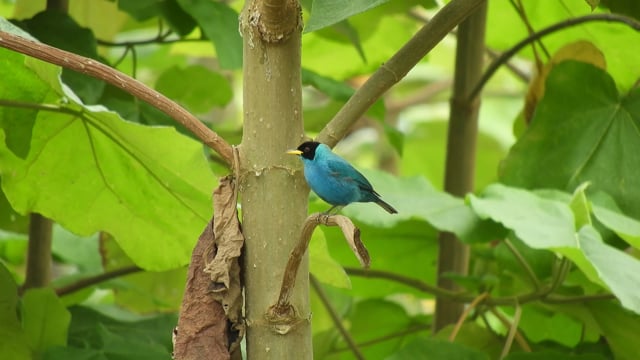 Nature Fauna Bird Free Stock Video - Pixabay