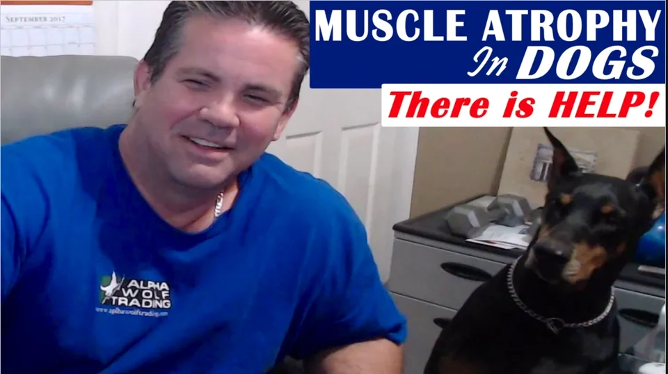 Fight muscle atrophy and maintain muscle health for your Dog