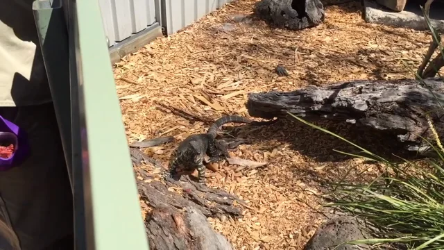 Lace Monitor Enclosure