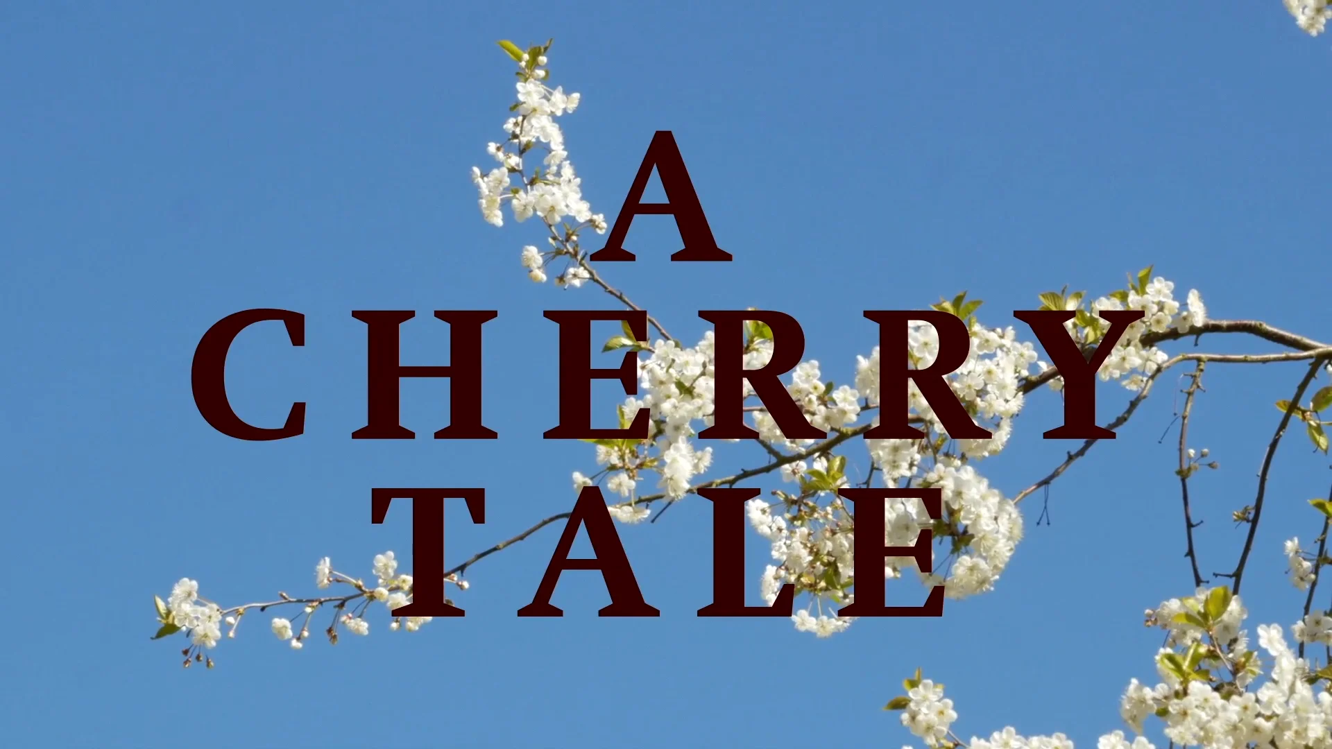 Watch A Cherry Tale Online | Vimeo On Demand on Vimeo