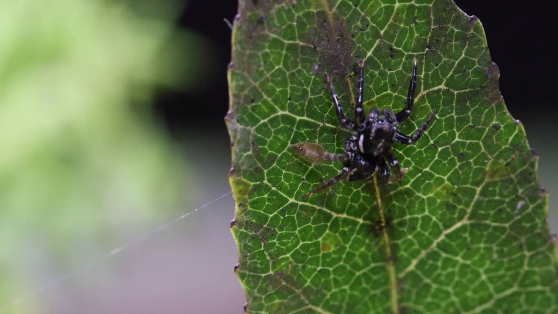 Jotus remus 17 on Vimeo