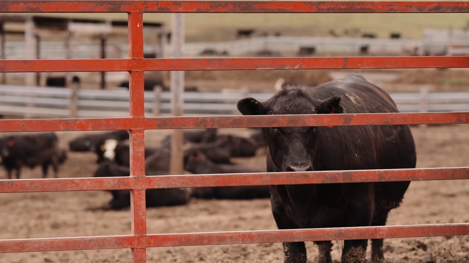 Niman Ranch - Corrin Farms on Vimeo