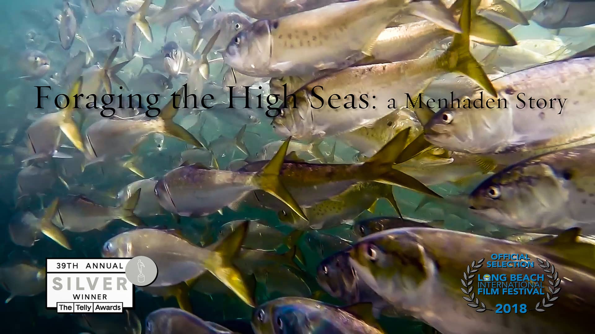 Foraging the High Seas: a Menhaden story | The Nature Conservancy on Vimeo