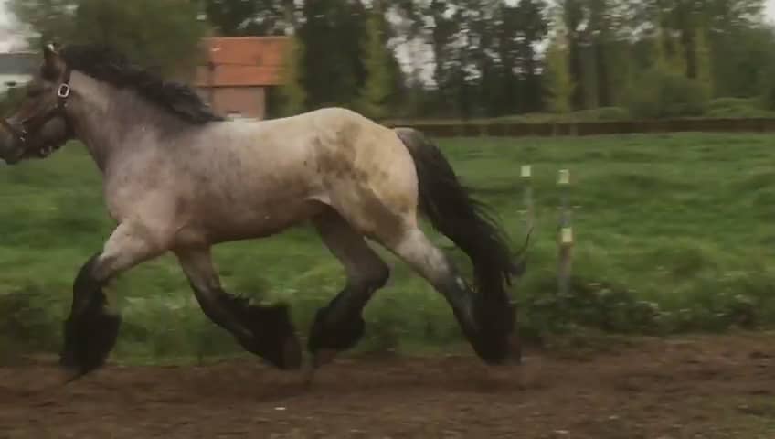 Bay roan Belgian Draft Horse stallion on Vimeo