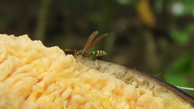 100+ Free Wasps & Wasp Videos, HD & 4K Clips - Pixabay
