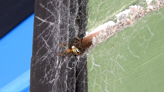 90+ Free Fighting & Fight Videos, HD & 4K Clips - Pixabay