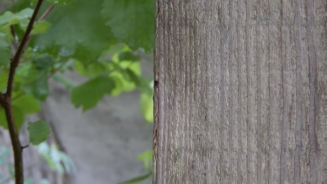 Groove Snail Gastropod - Free video on Pixabay