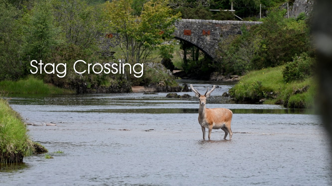 Stag Crossing on Vimeo