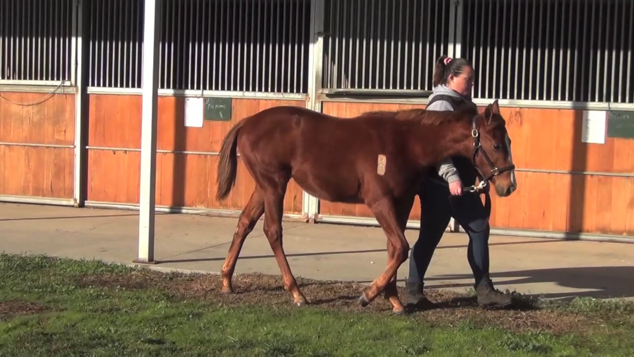 Lot 379 - Nicconi / Rolling Cloud Filly on Vimeo