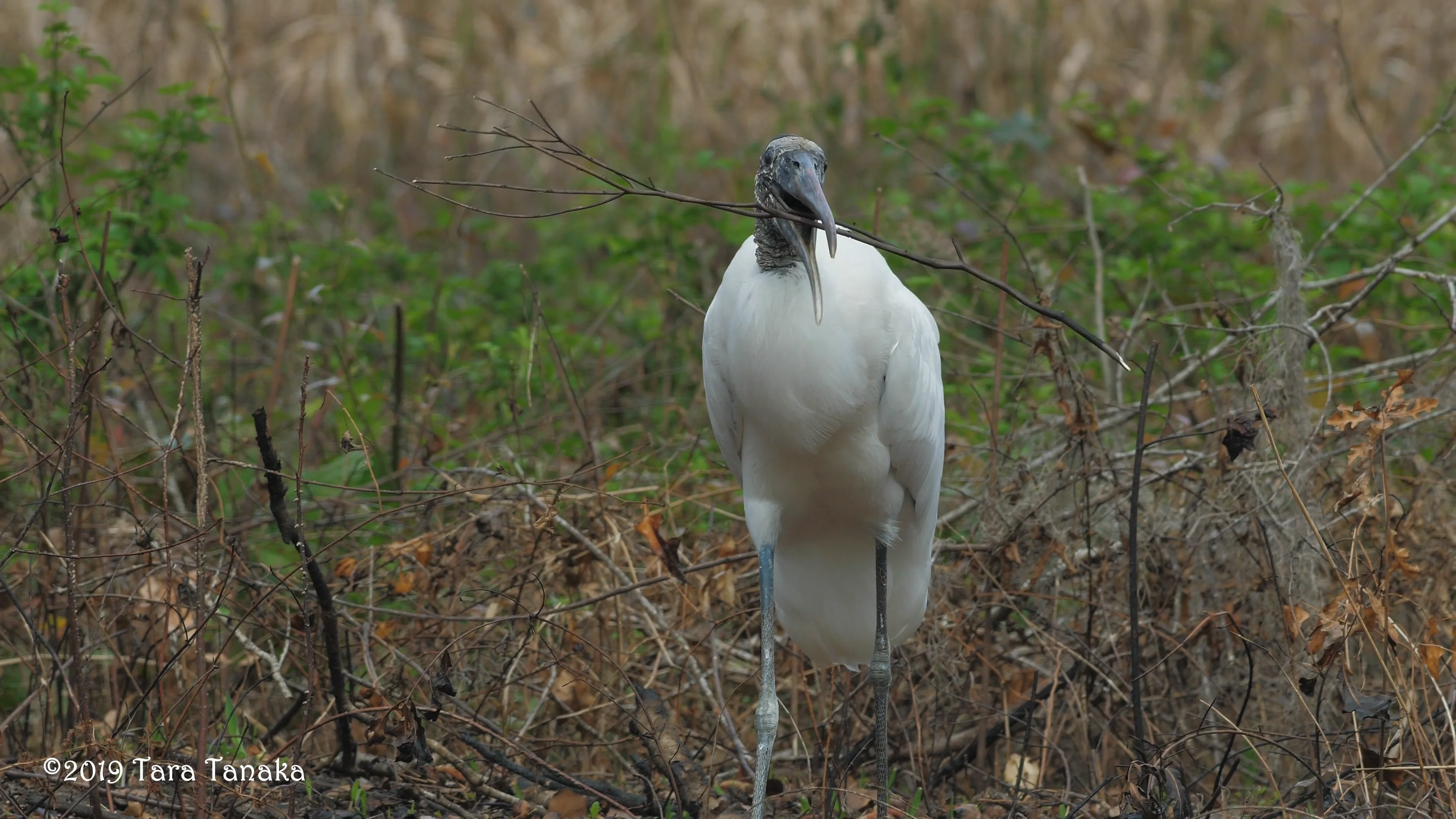 A Labor of Love on Vimeo
