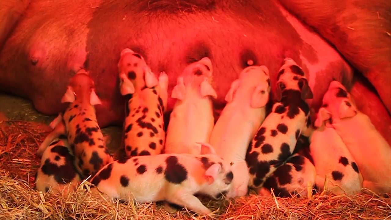 being a piglet - day 1 on Vimeo