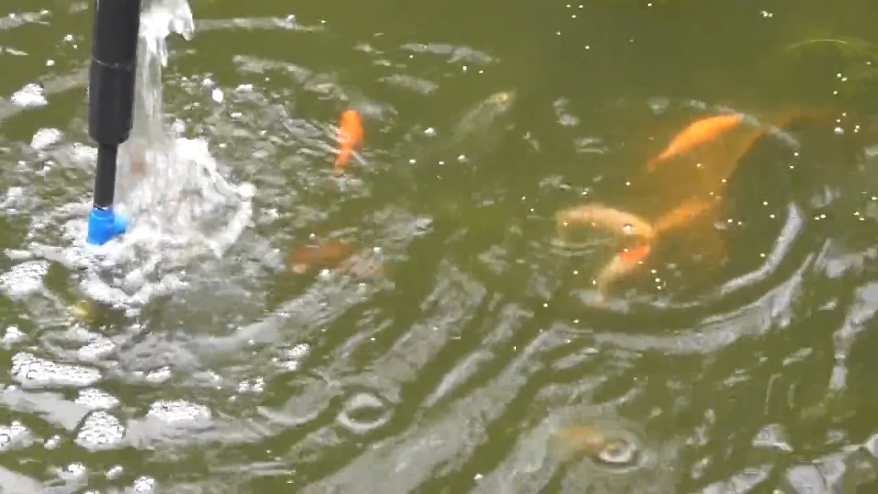 Goldfish on Vimeo