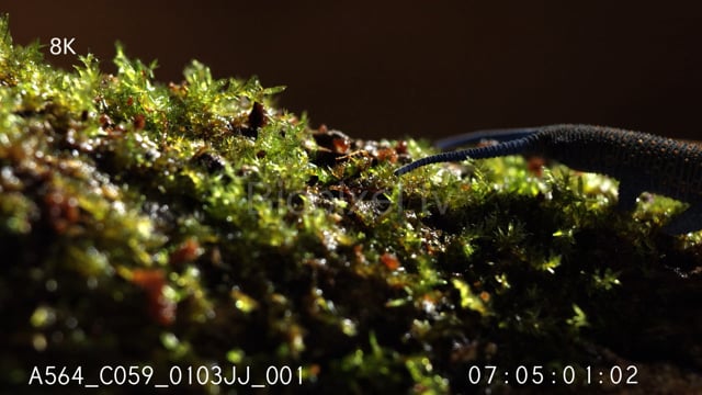 4K Worms on Vimeo
