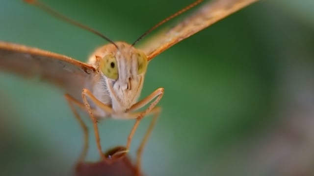 Butterfly, Macro, Insect. Free Stock Video - Pixabay