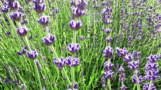 Lavanda Erva Roxa - Free video on Pixabay - Pixabay