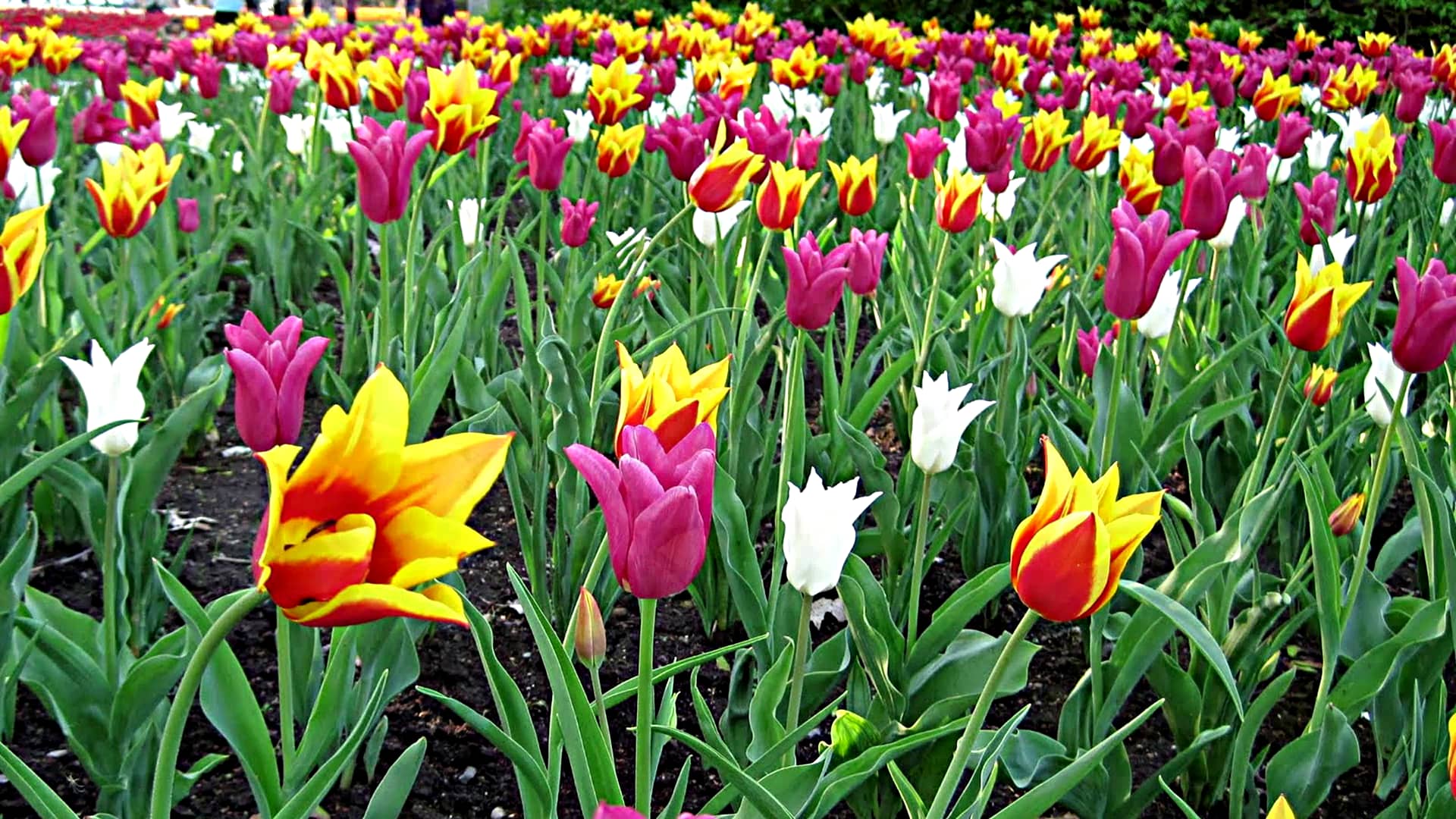 June Flowers on Vimeo