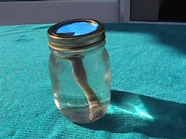 Rubber Chicken Bone - Science Experiment on Vimeo