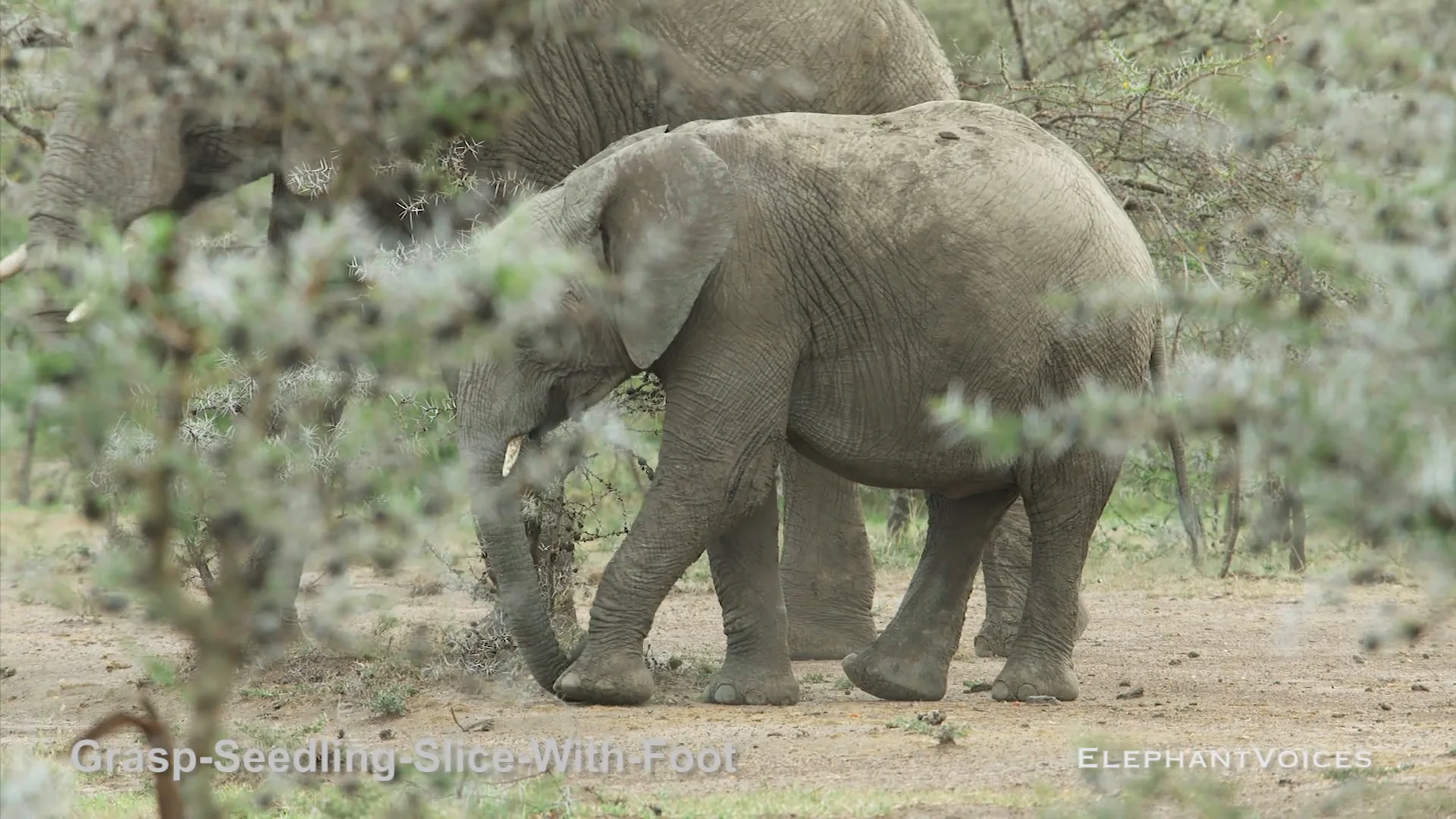 Grasp-Seedling-Slice-with-Foot. Context: Foraging & Comfort Technique ...