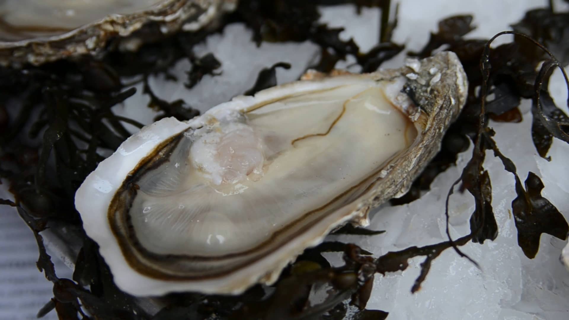 L'huître triploïde, authentiquement artificielle on Vimeo