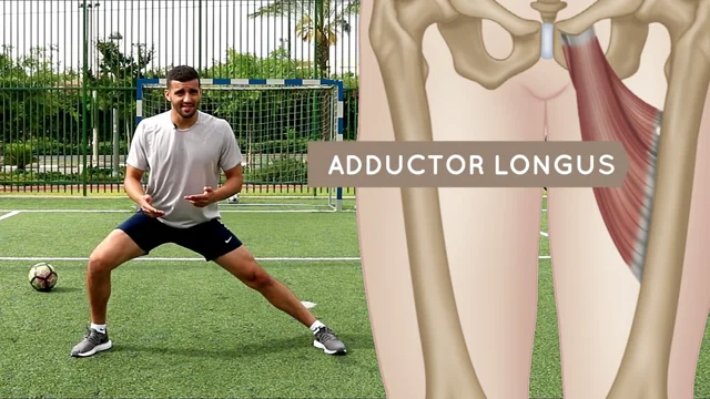 Adductor Longus Stretch