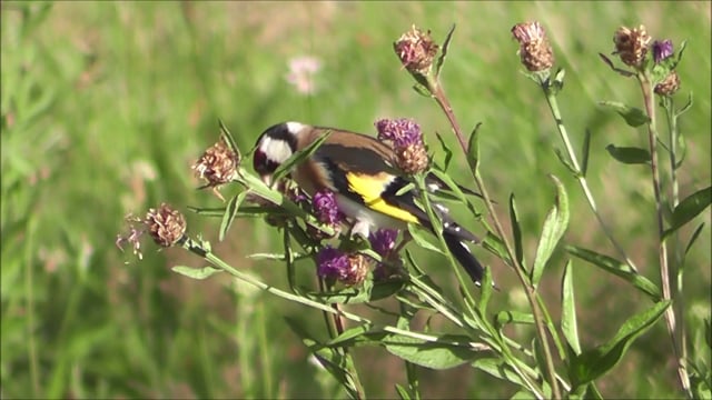 Stieglitz, Bird, Animal. Free Stock Video - Pixabay