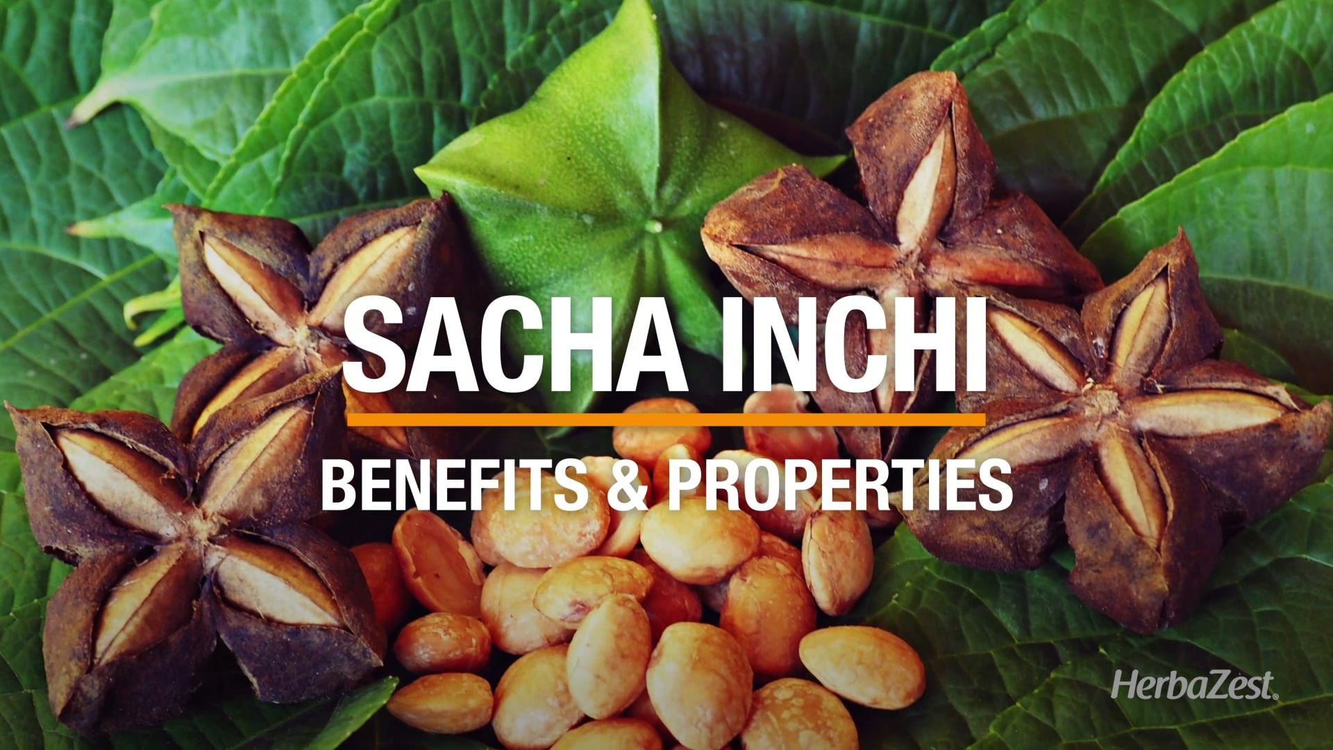 Sacha Inchi - Herbazest on Vimeo