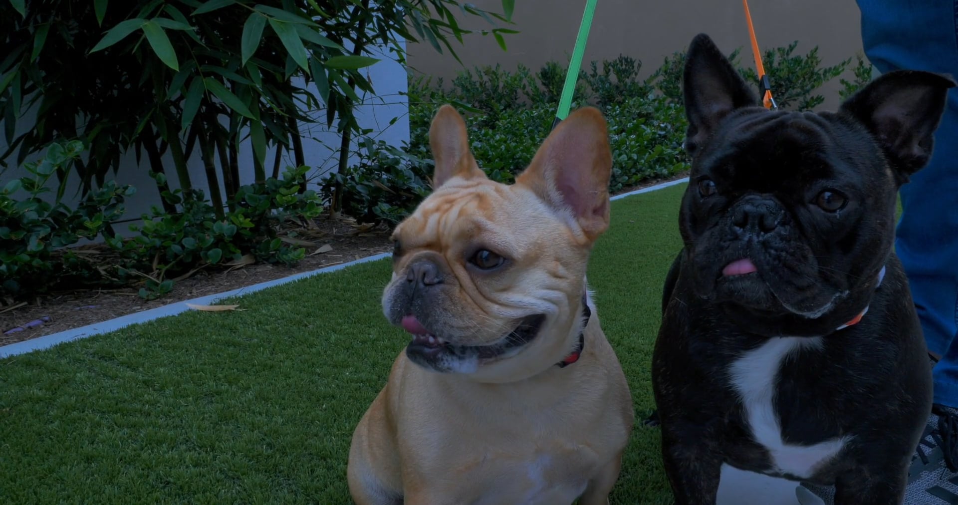 Royce Dog Promo-HD 1080p on Vimeo