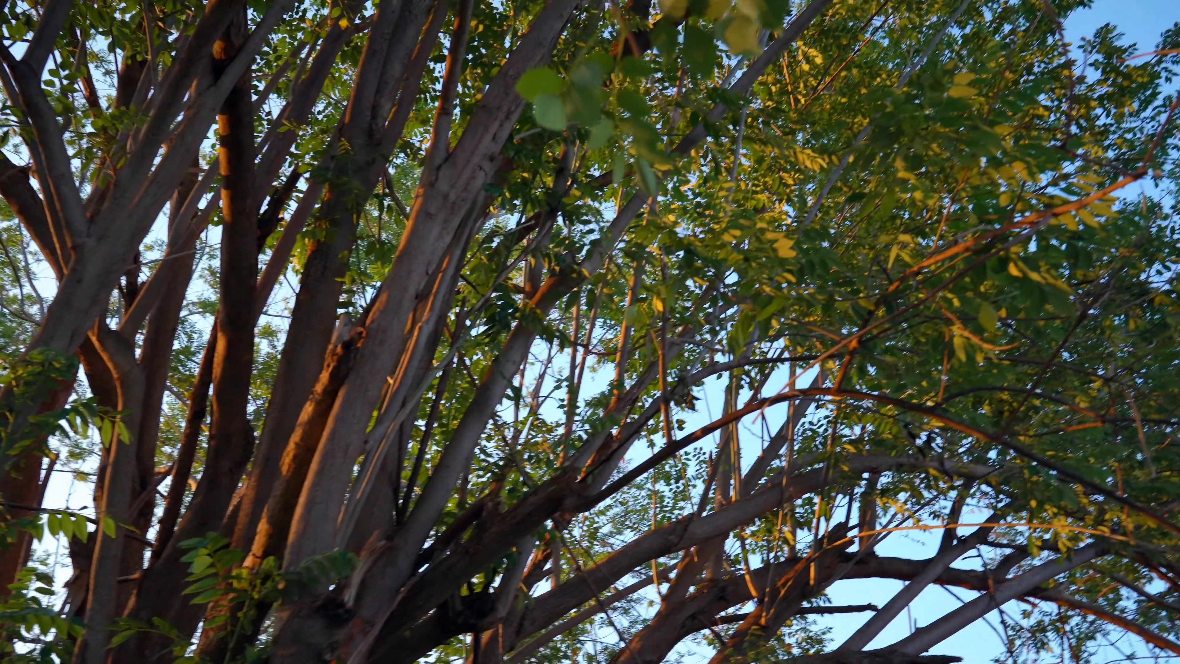 Heal the Forest: Highlights of a Pacific island dry-land reforestation ...