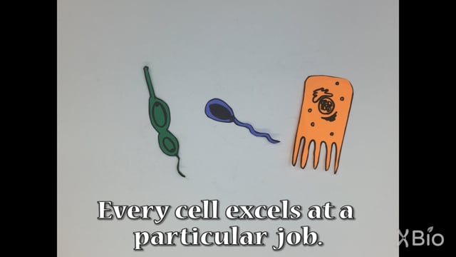 Biology Educational Videos | Resources Library