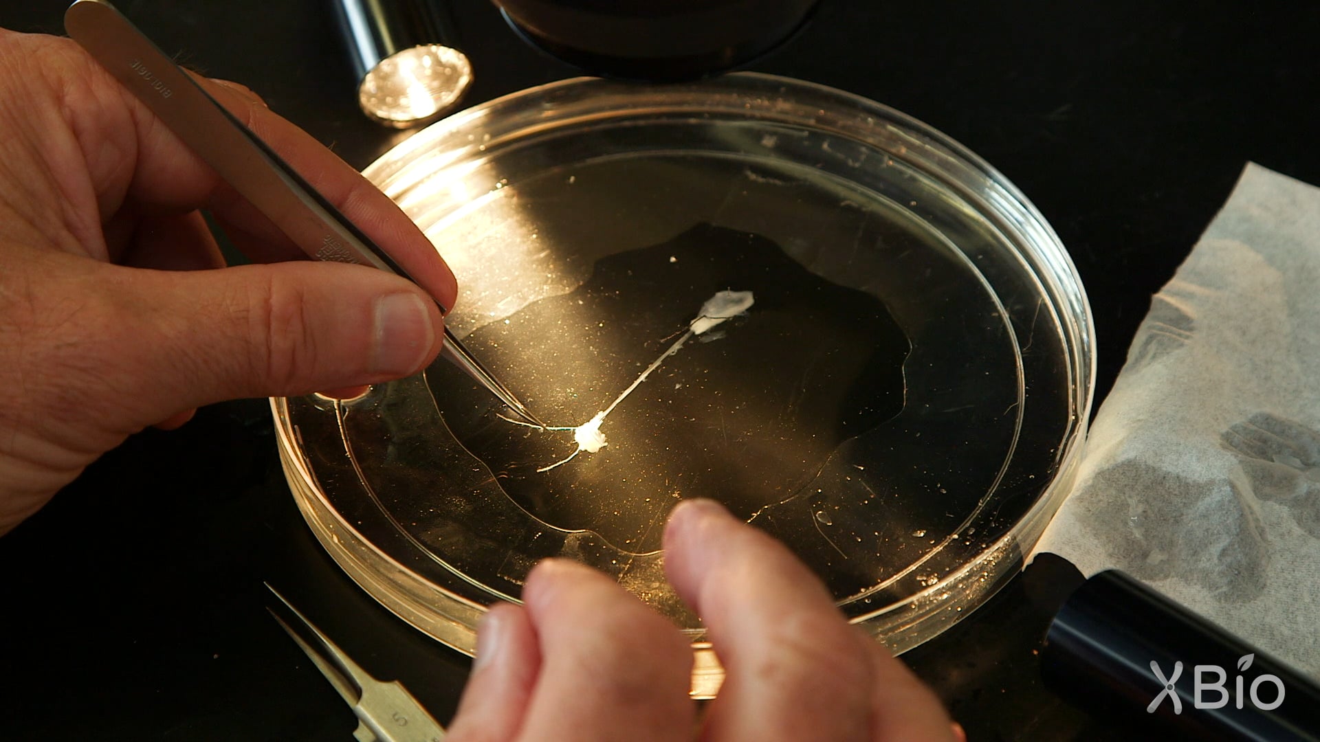 Dissecting the Squid Giant Axon on Vimeo